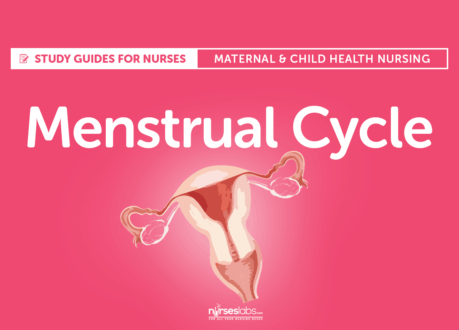 The Menstrual Cycle and Menstrual Disorders - Nurseslabs