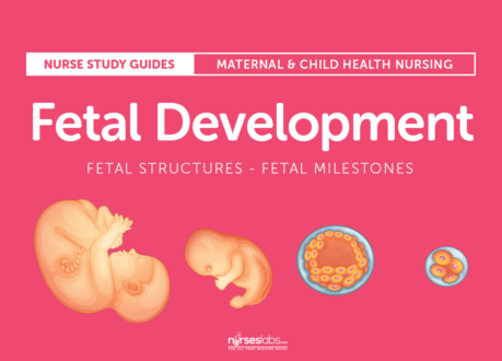 Fetal Development: Structures and Milestones