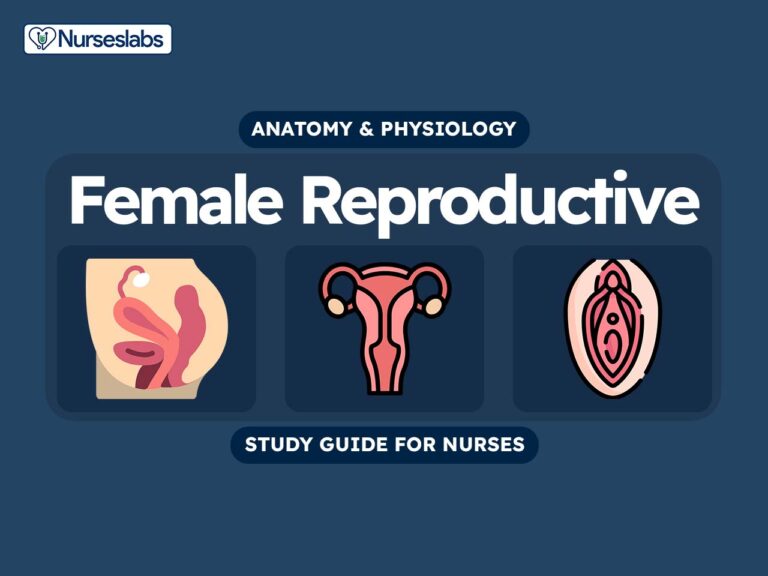 Female Reproductive System Anatomy And Physiology Female Reproductive System Anatomy And Physiology