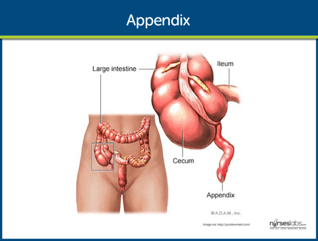 Appendicitis Nursing Care Management: Study Guide