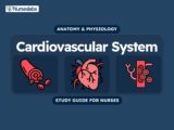Cardiovascular System Anatomy and Physiology: Study Guide for Nurses