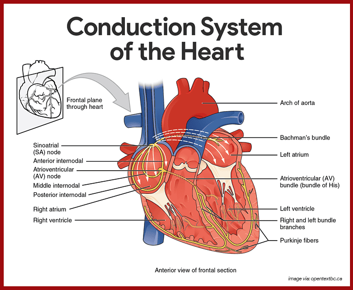 Cardiovascular System Anatomy and Physiology: Study Guide for Nurses