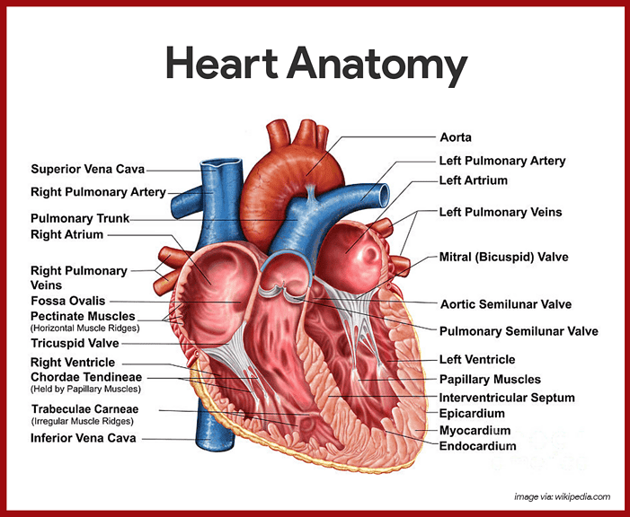 Cardiovascular System Anatomy and Physiology: Study Guide for Nurses