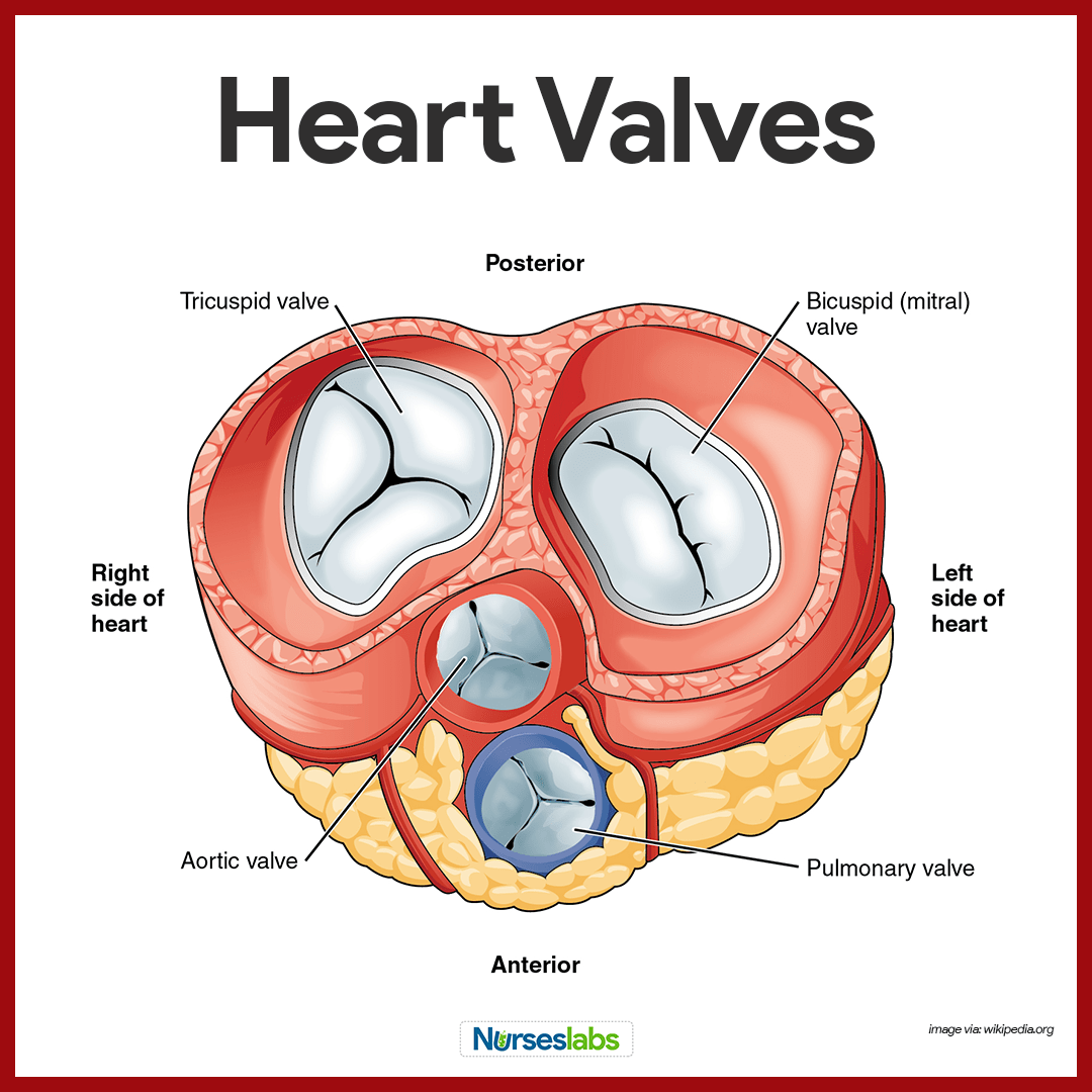 Cardiovascular System Anatomy And Physiology Study Guide For Nurses
