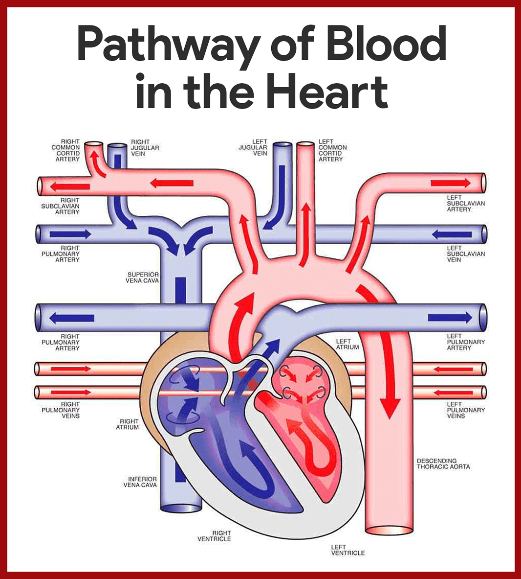 Cardiovascular System Anatomy and Physiology: Study Guide for Nurses