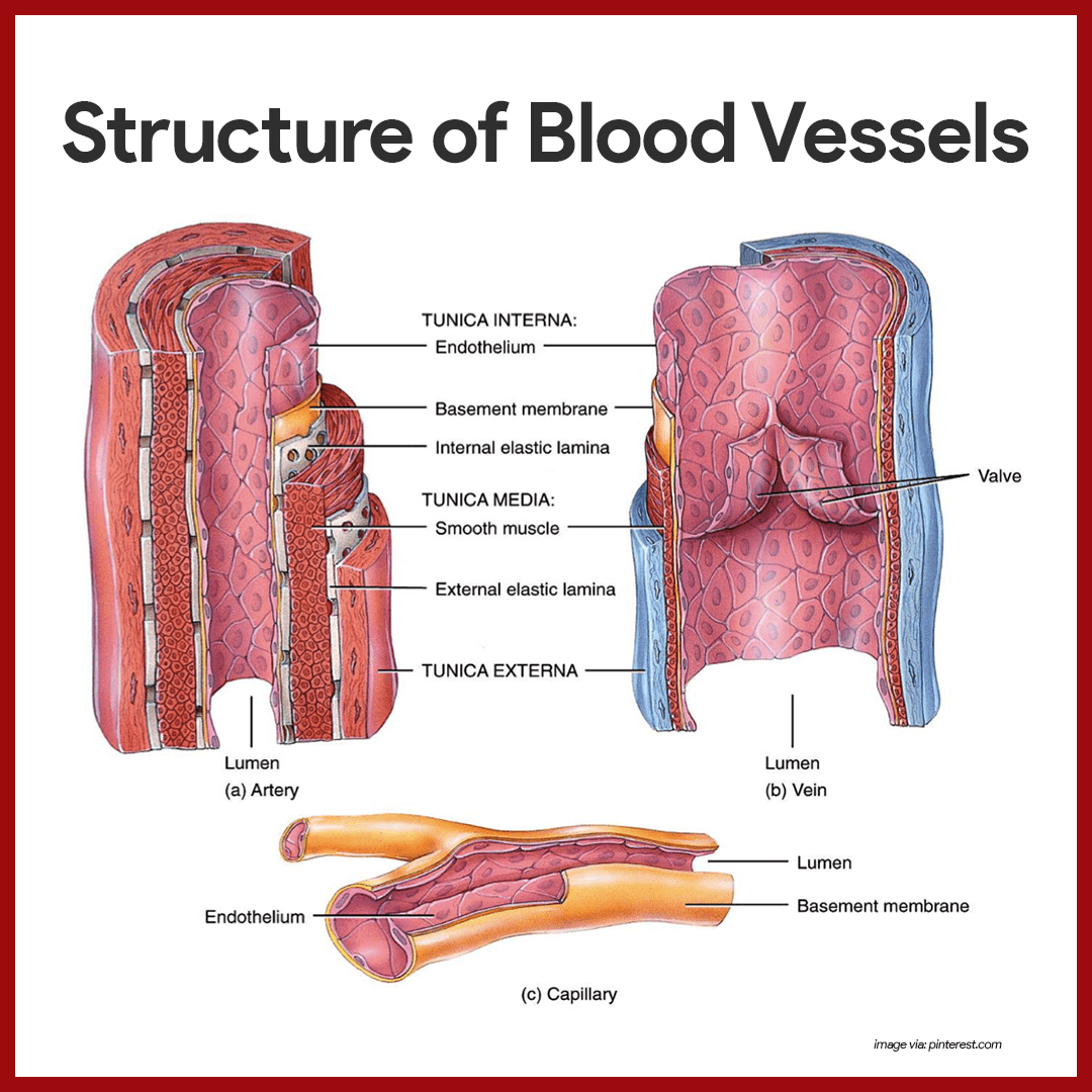 Cardiovascular System Anatomy And Physiology Study Guide For Nurses
