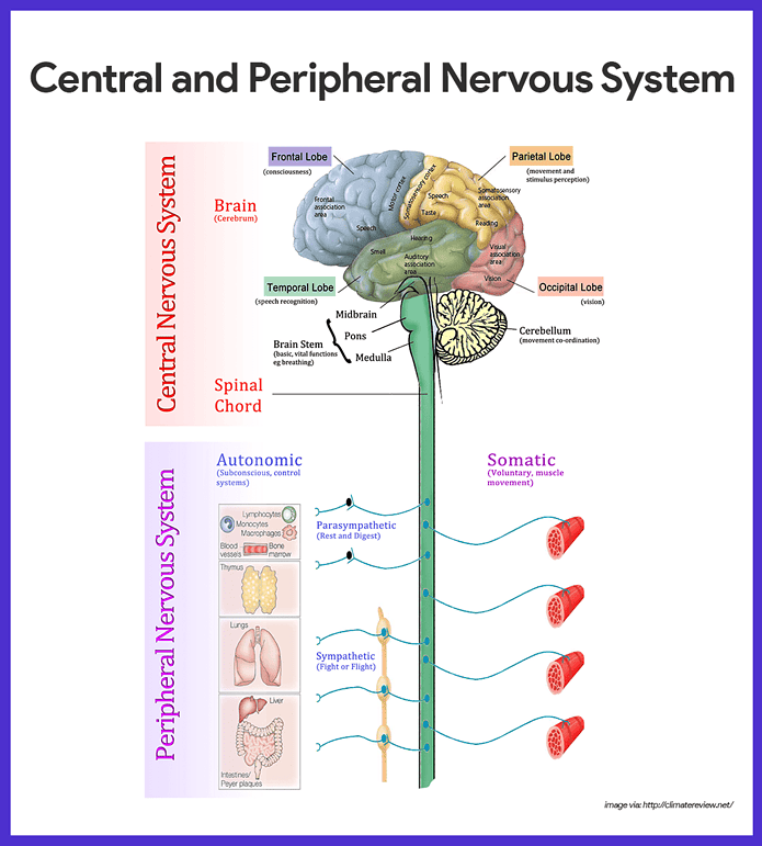 Nervous System Anatomy and Physiology - Nurseslabs