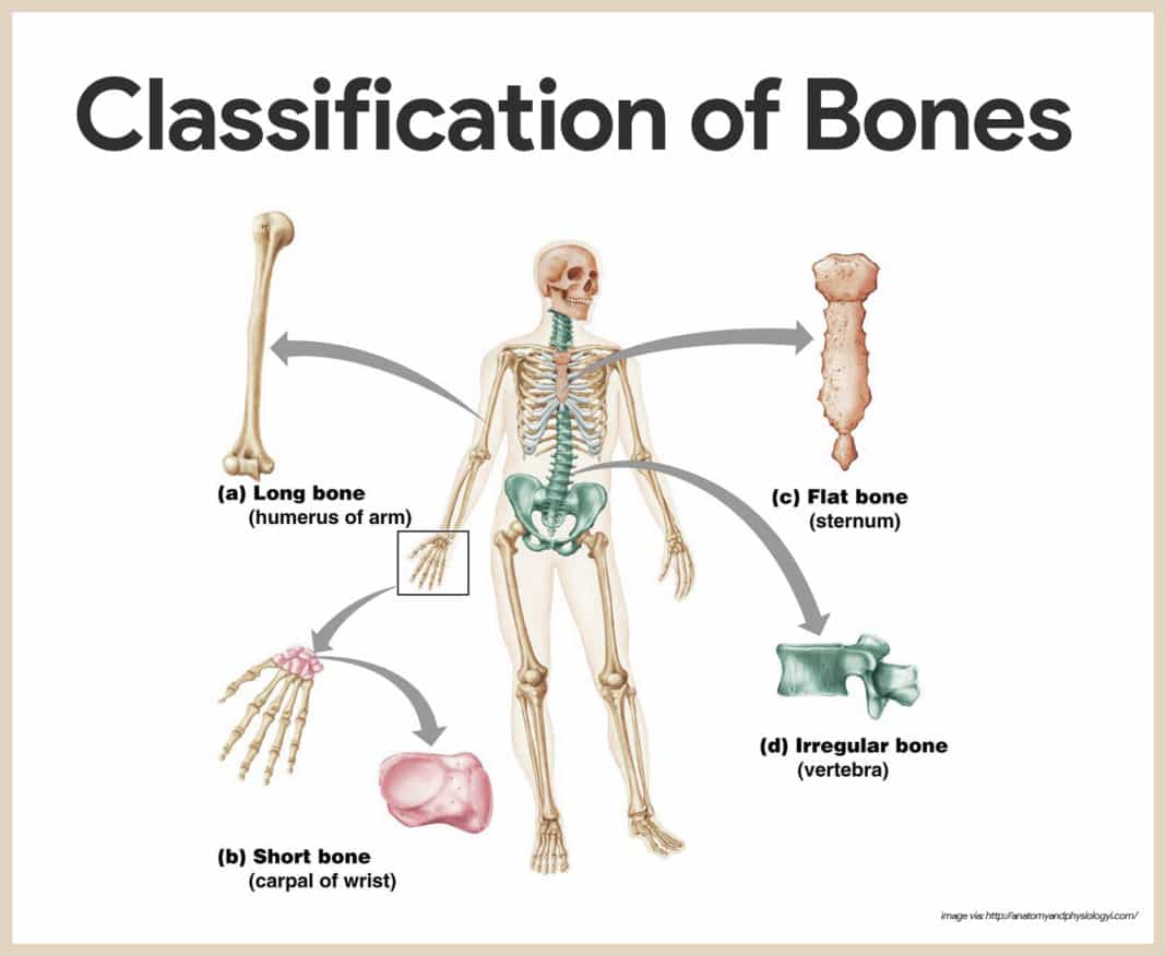 Skeletal System Anatomy and Physiology - Nurseslabs