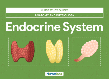 Anatomy and Physiology Study Guides and Reviewer - Nurseslabs