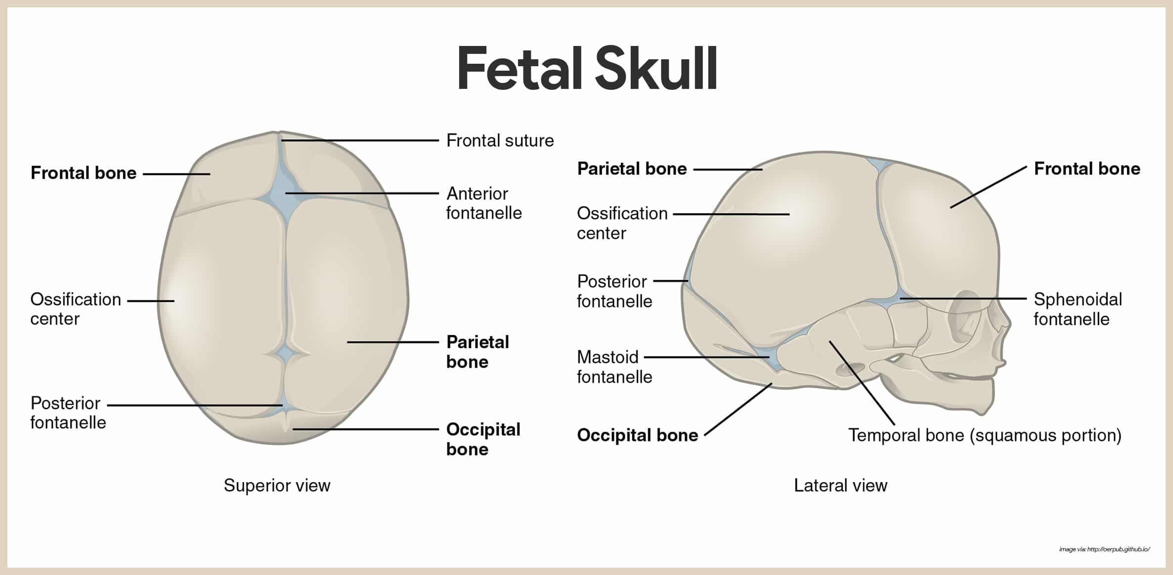 Skeletal System Anatomy And Physiology Nurseslabs