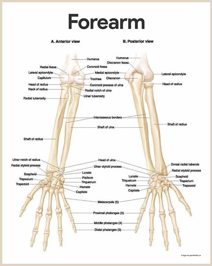 Skeletal System Anatomy and Physiology - Nurseslabs