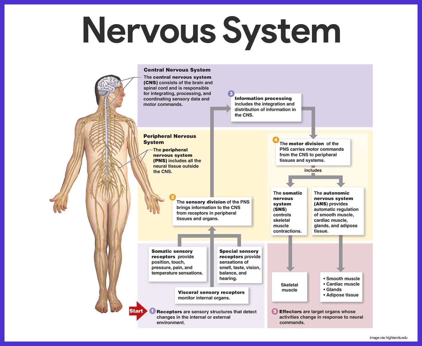 Endocrine System Outline