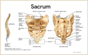 Skeletal System Anatomy and Physiology - Nurseslabs