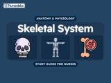 Skeletal System Anatomy and Physiology - Nurseslabs