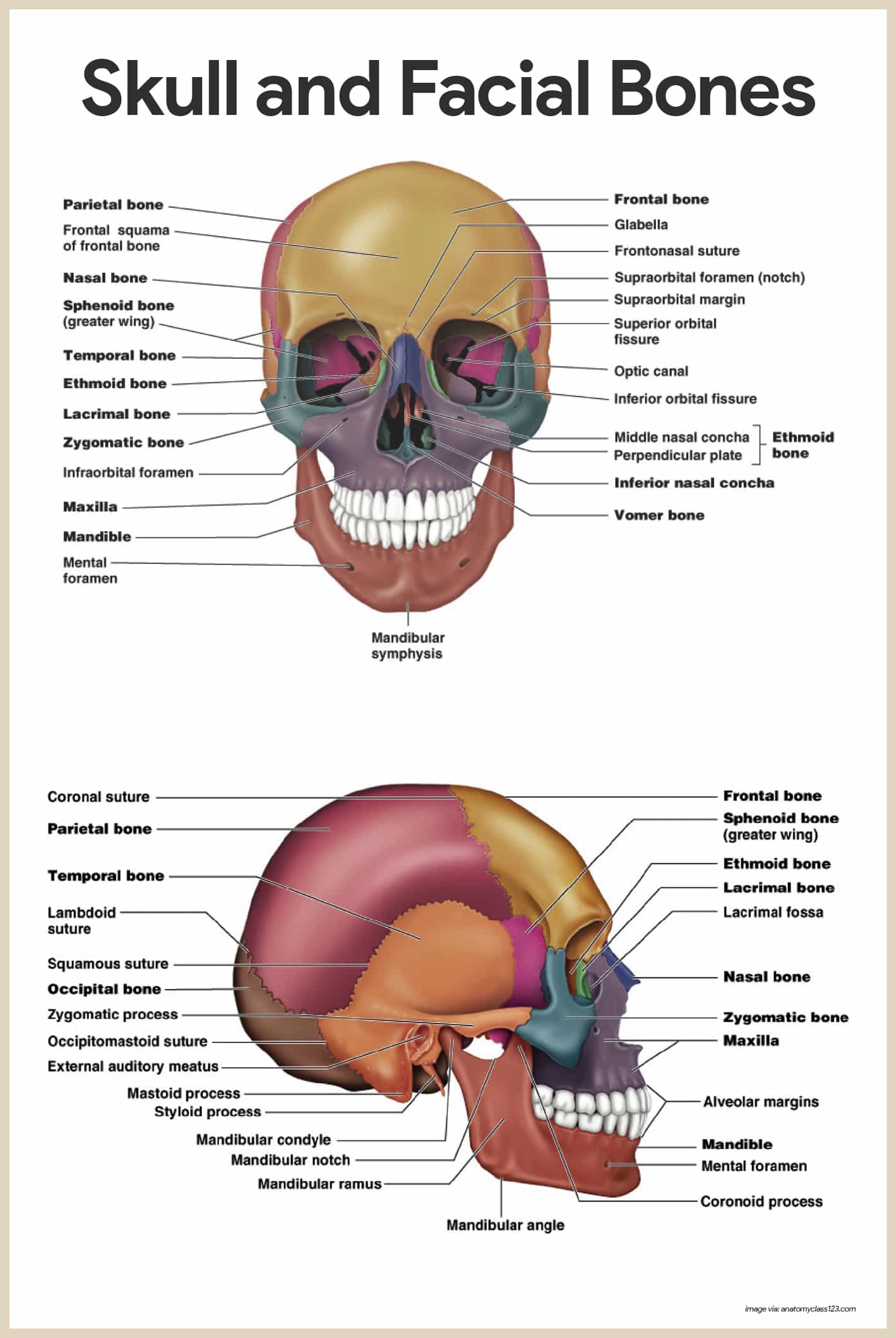 Labeled Compact Bone