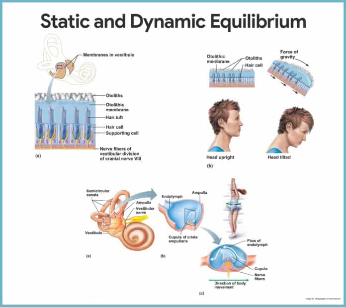 Special Senses Anatomy and Physiology - Nurseslabs