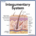 Integumentary System Anatomy and Physiology - Nurseslabs