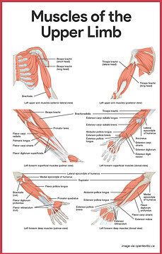 Muscular System Anatomy and Physiology - Nurseslabs