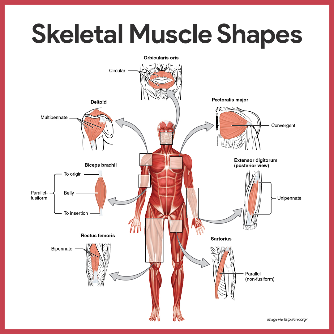 Skeletal Muscles Diagram