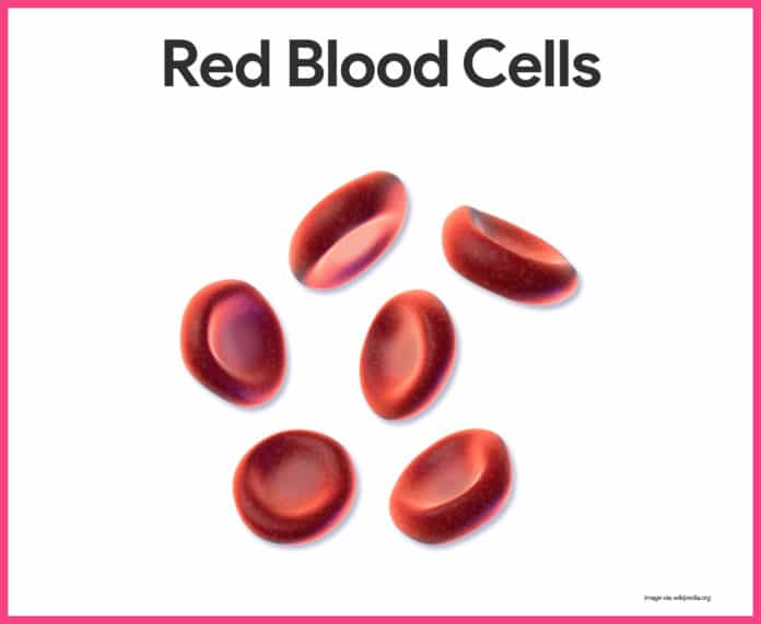 Blood Anatomy and Physiology: Study Guide for Nurses