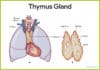 Lymphatic System Anatomy and Physiology - Nurseslabs