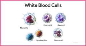 Blood Anatomy and Physiology: Study Guide for Nurses