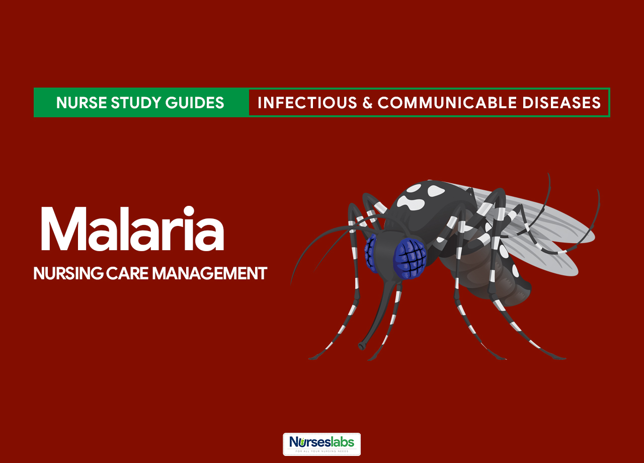Malaria Nursing Care Management Study Guide Nurseslabs